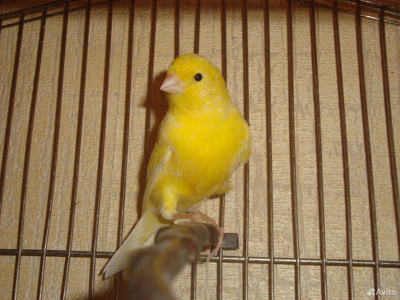 Кенара и канарейки