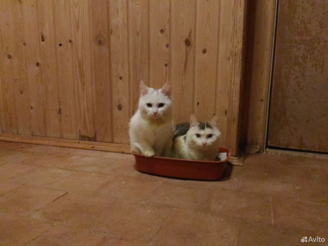 Молодые коты и кошки со сложной судьбой в дар