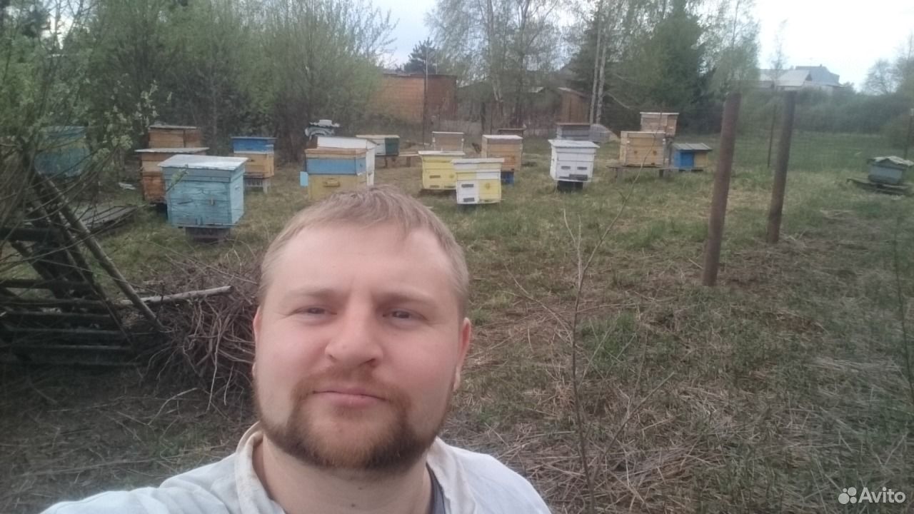 Пчелы. Рои. Отводки. Пчелосемьи