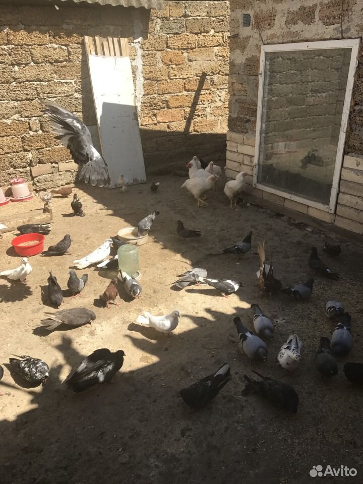 Голуби Николаевские
