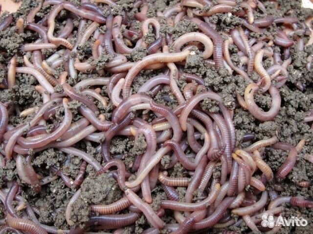 Дендробена