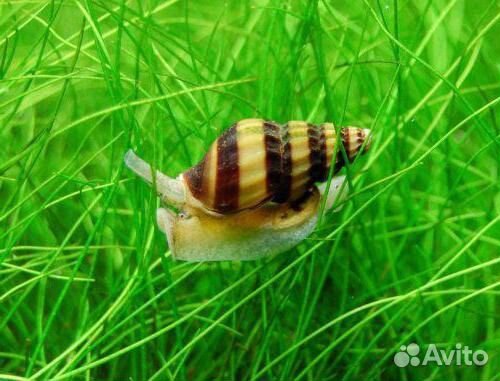 Продаю хищную улитку Хелена