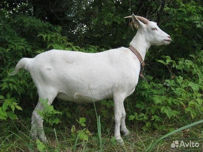 Козы дойные и козочки, козлята