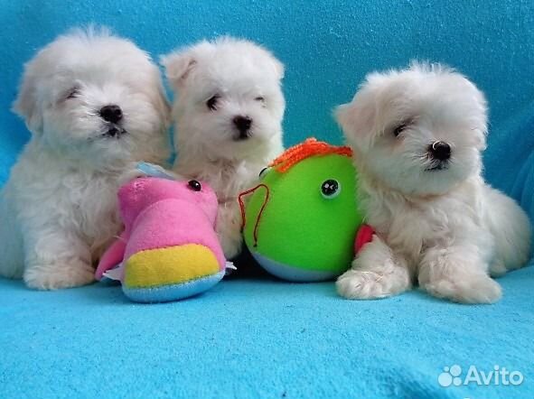 Щенки мальтийской болонки. Мальтезе. РКФ