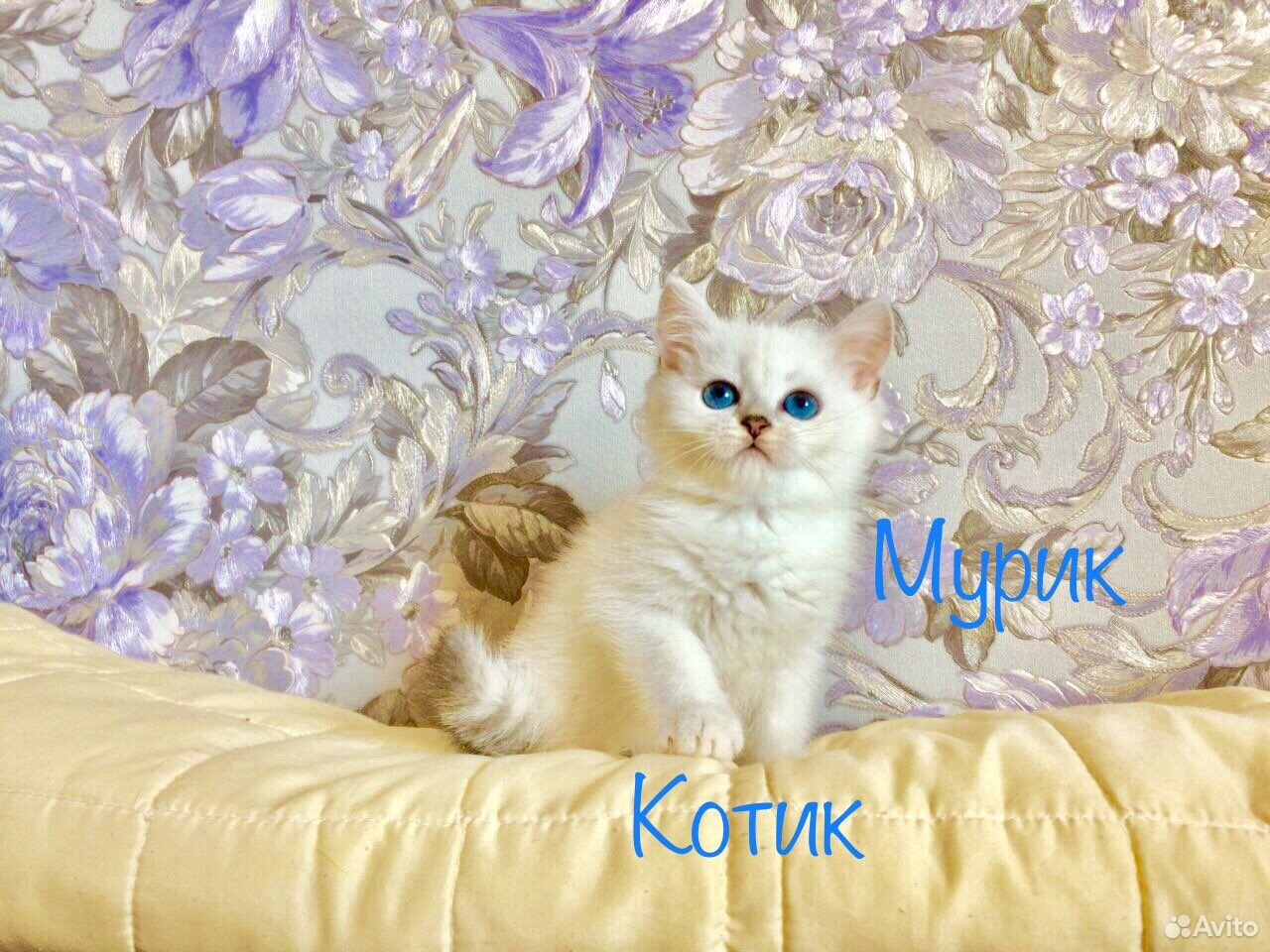 Голубоглазый котик Мурик