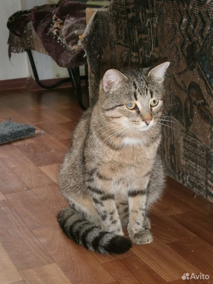 Компанейский котик ищет заботливого хозяина