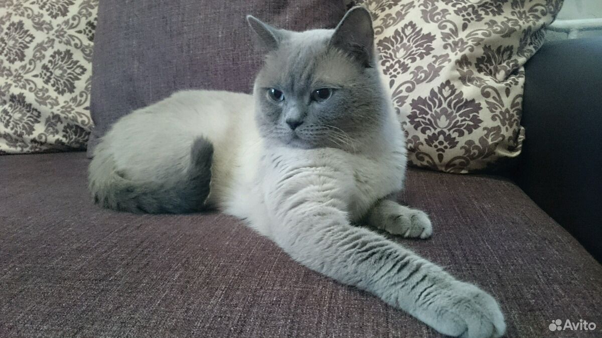Кот на вязку