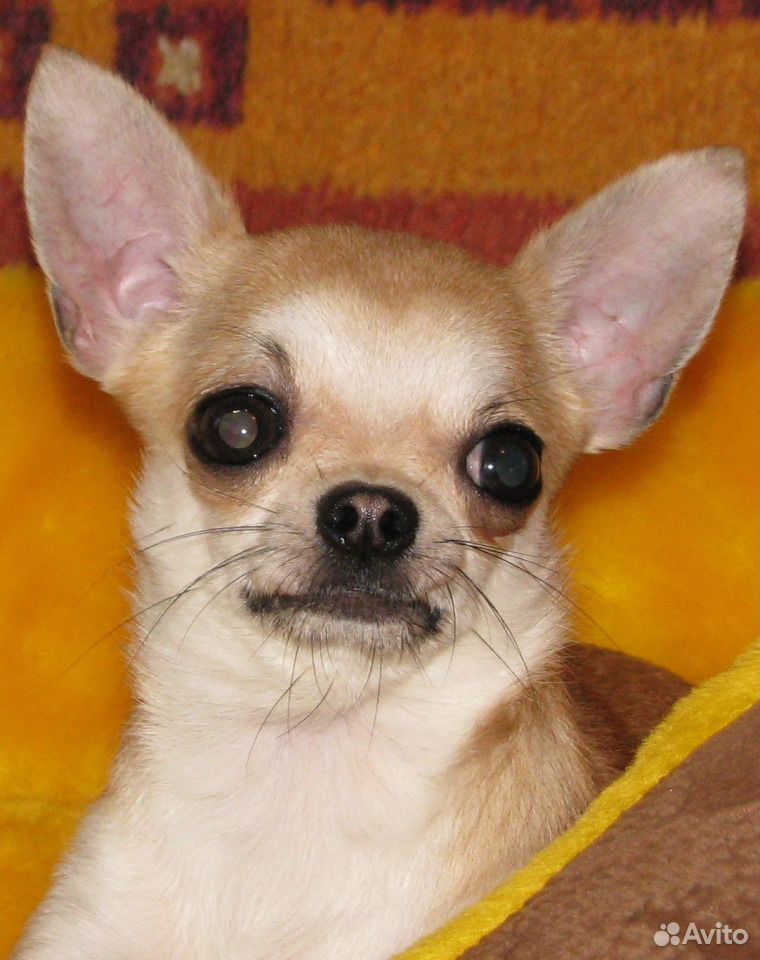 Девочка 3 года