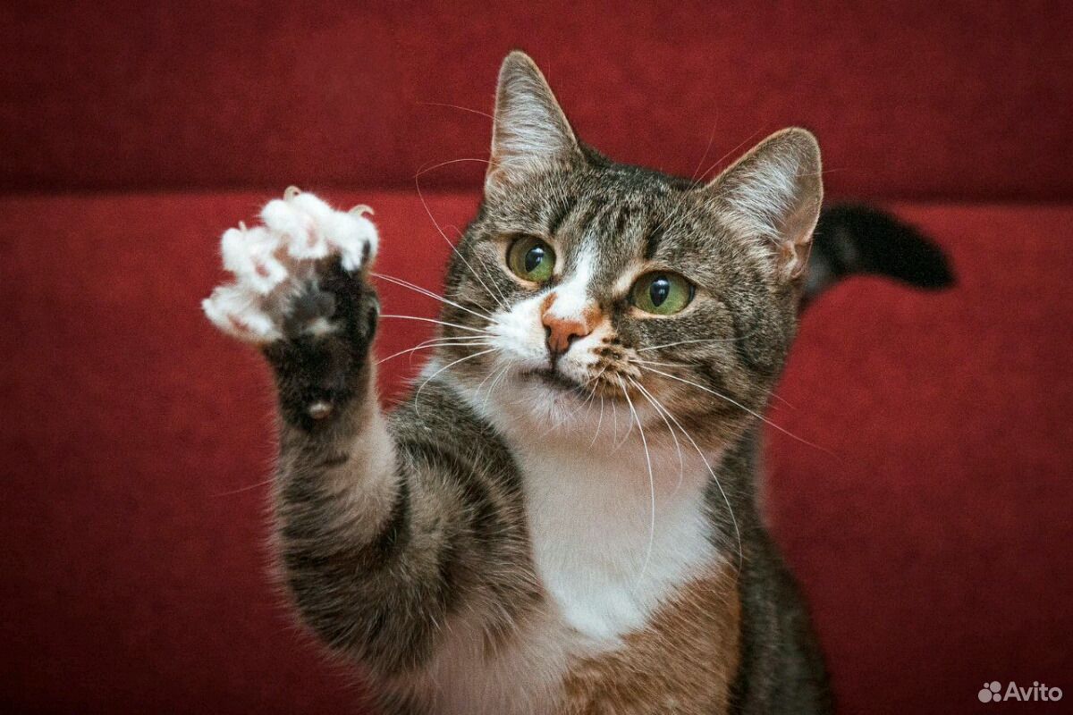 Молодая ласкуша