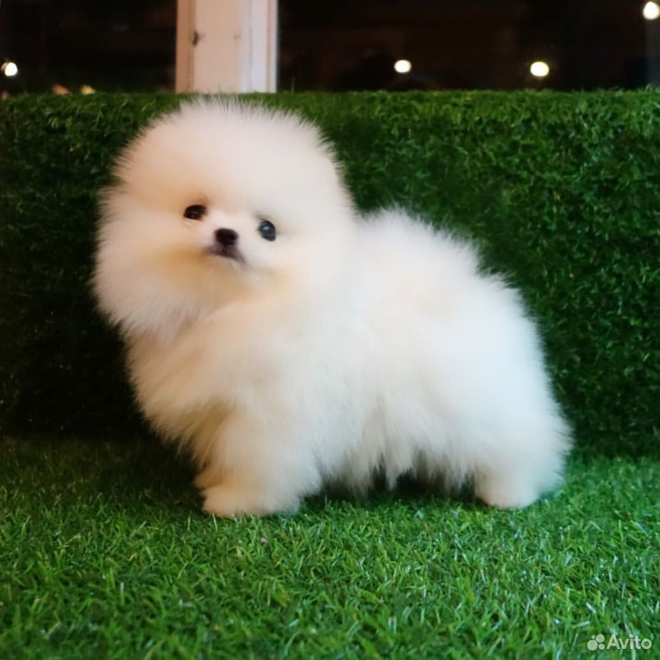 Супер девочка и мальчик мини эксклюзив