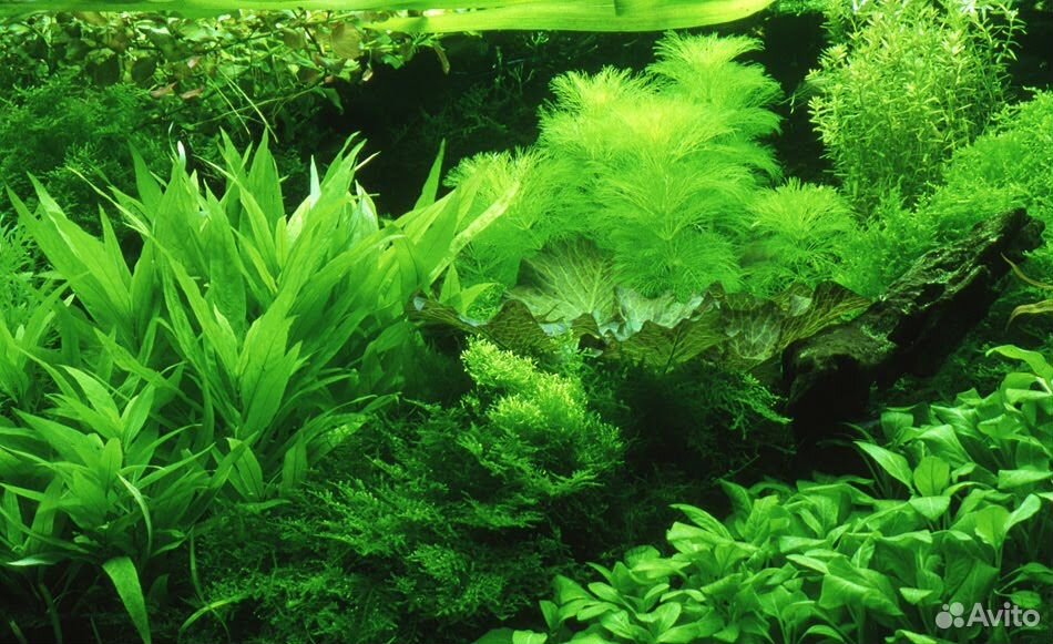 Аквариумные растения