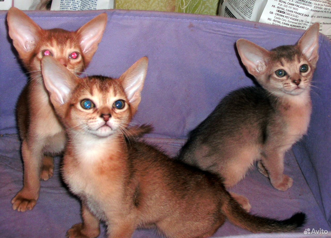 Котики и кошечки абиссинской породы