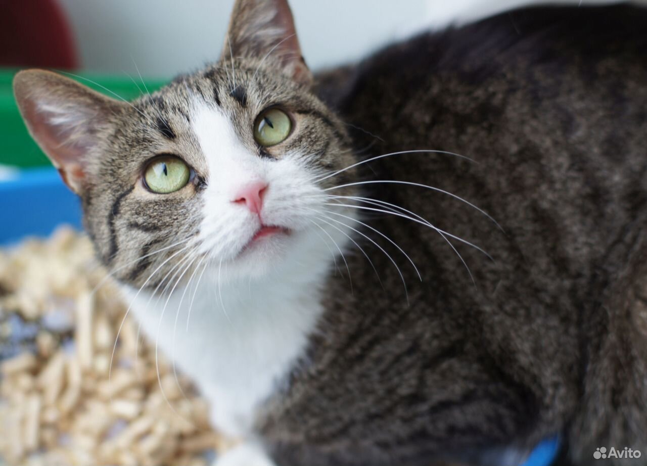 Скромница кошечка Сандра, стерилиз, привита. Приют