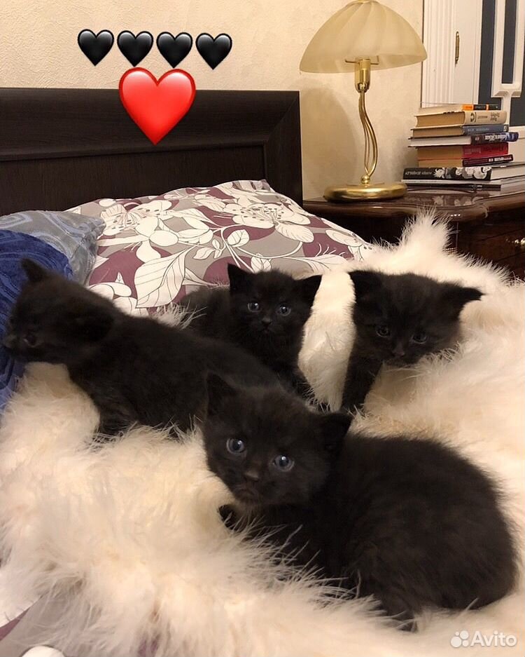 Котёнок чёрный европейский