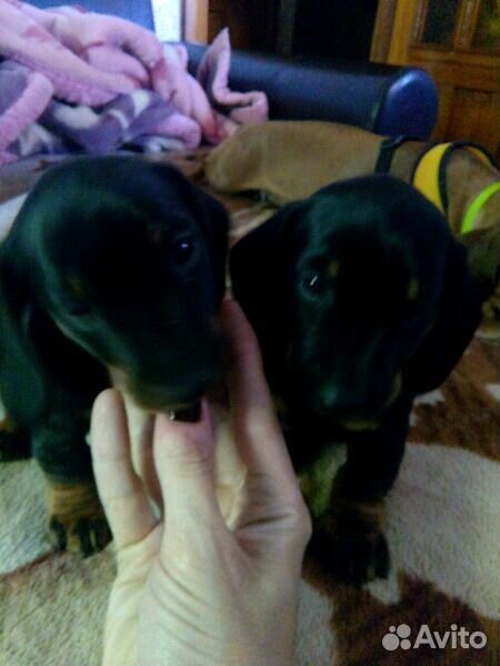 Щенки карликовой таксы