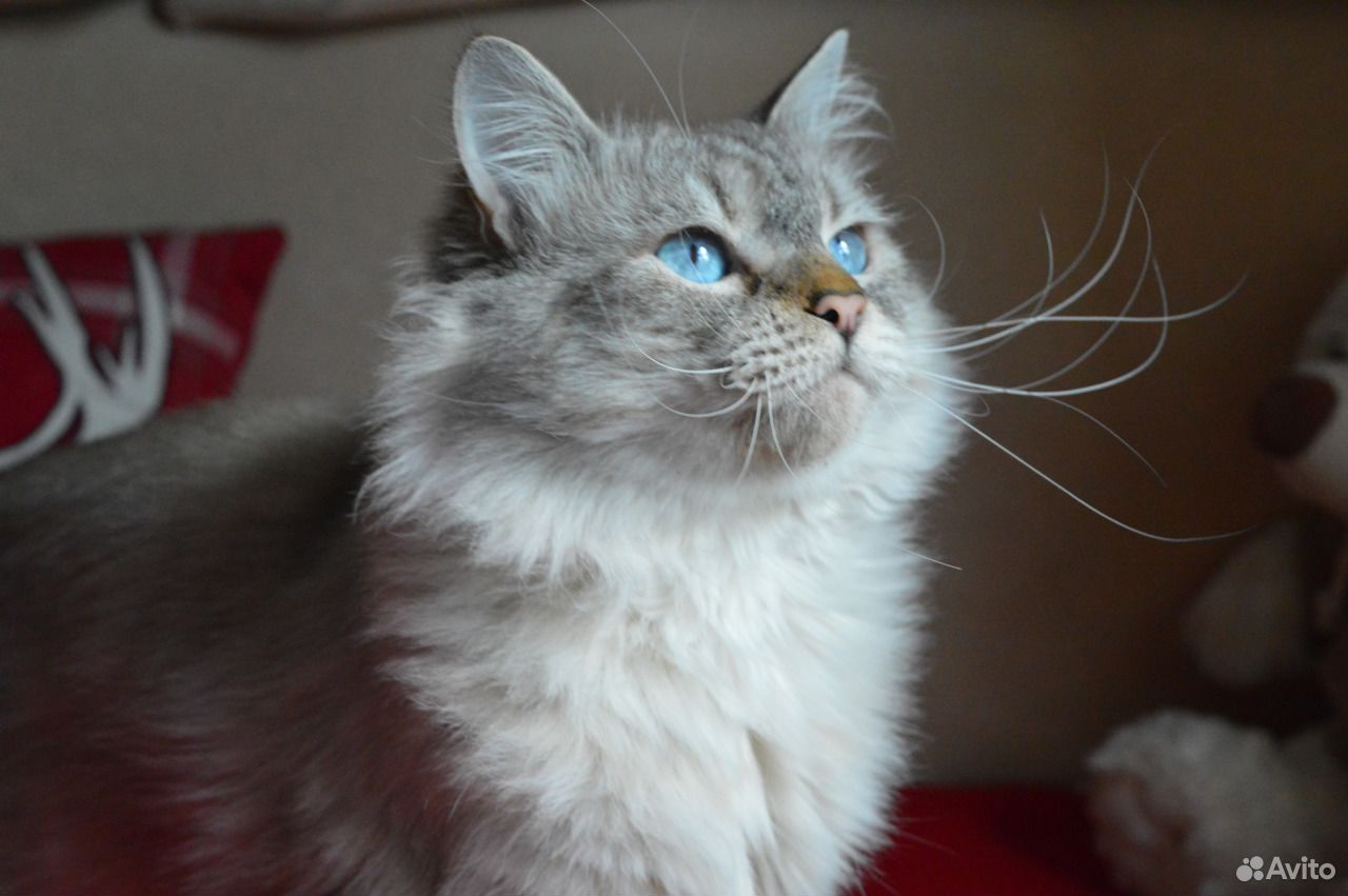 Невский котик