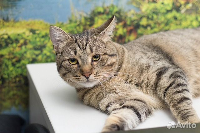 Тимоша, молоденький котик в дар