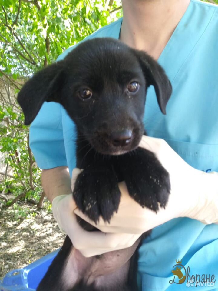 Наш Черныш готов стать самой любимой собакой