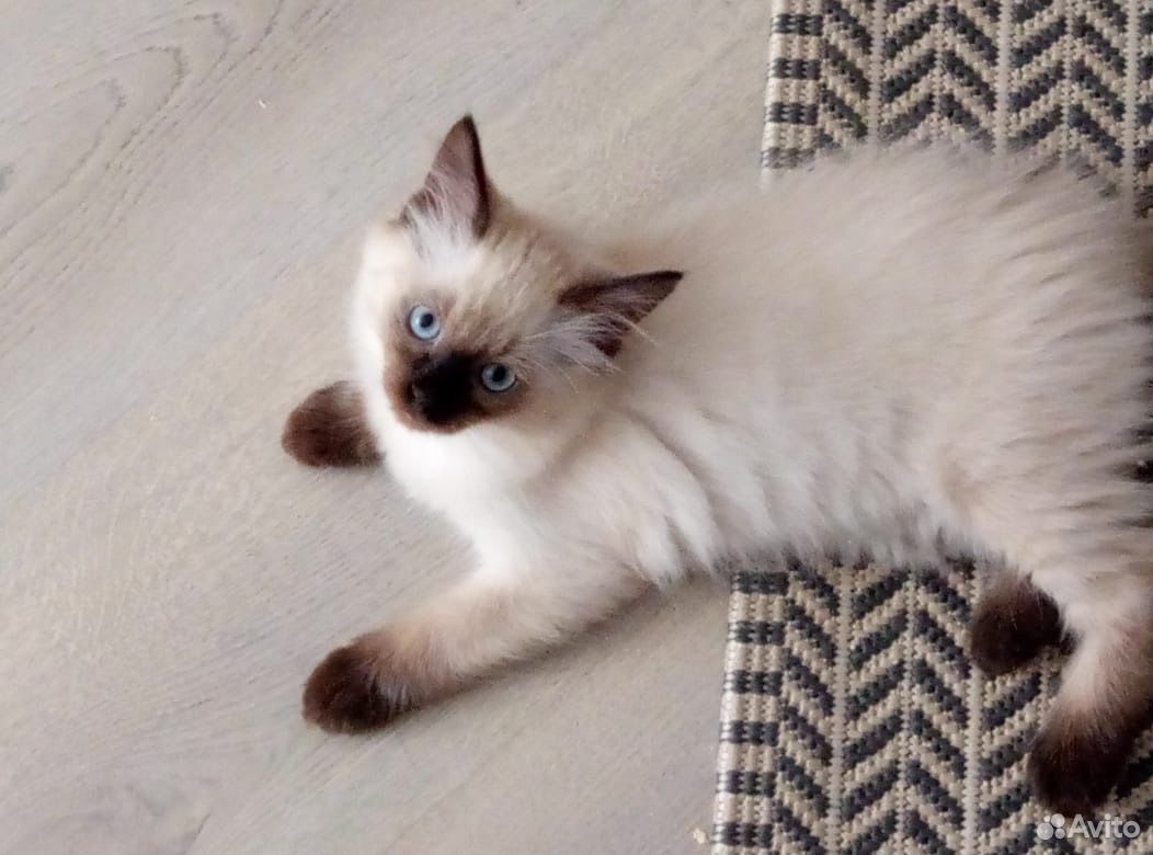 Котята породы Регдолл (тряпичная кукла)