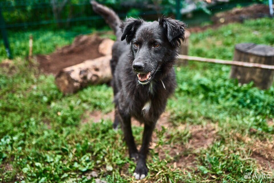 Чёрная красотка