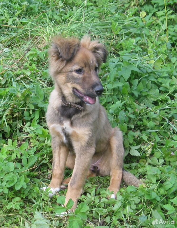 Рыжулю в дар