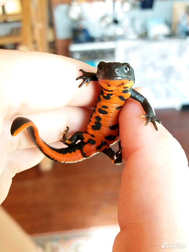 Огнебрюхие тритоны