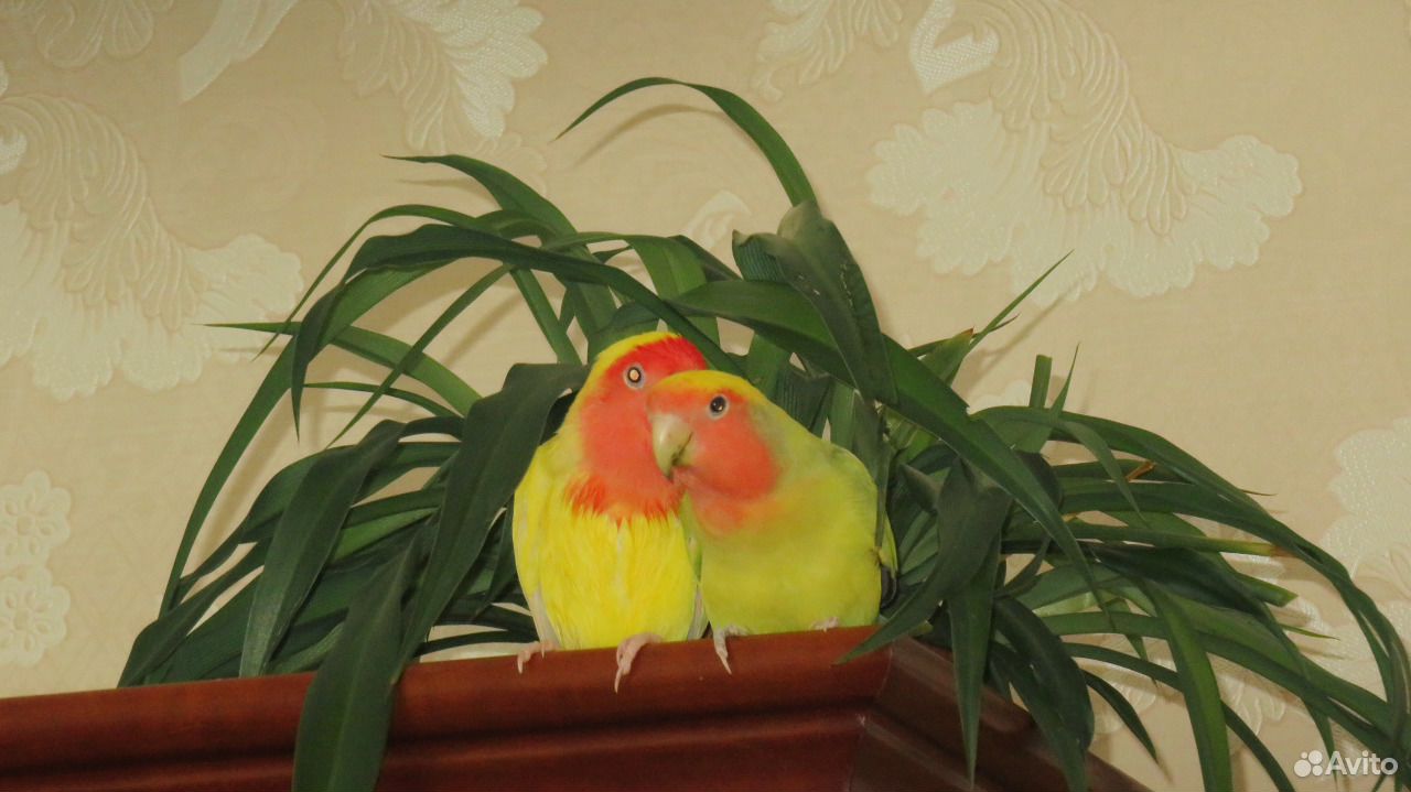 Продам попугаев неразлучников 3 мес от роду