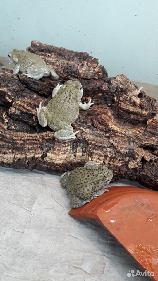 Колорадские жабы