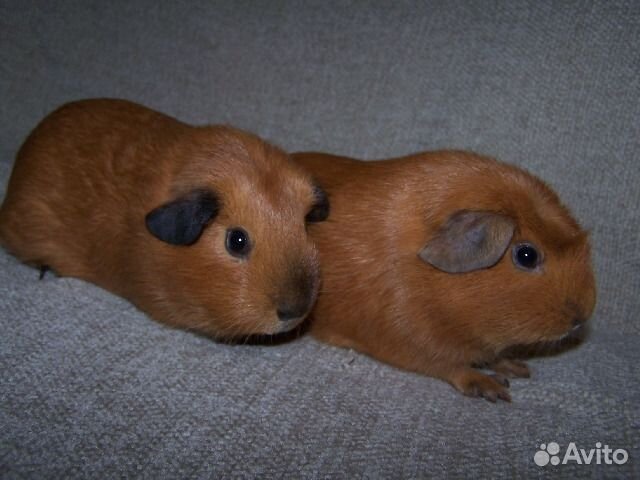 Сладкая парочка