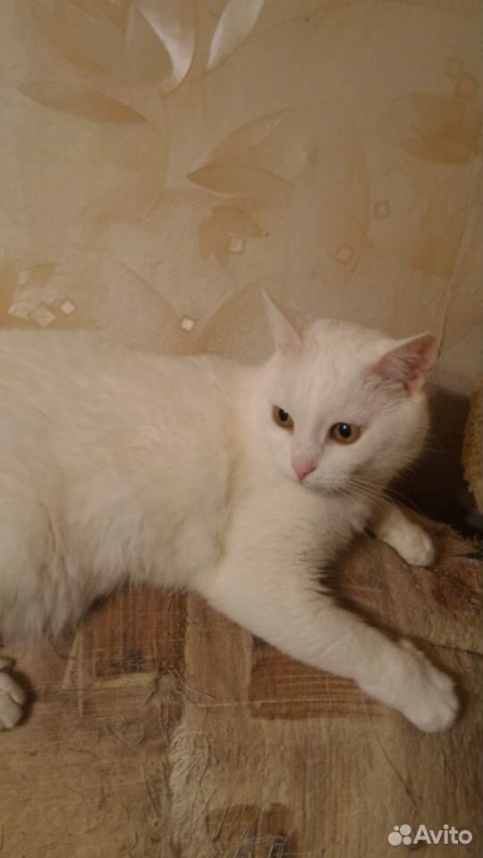 Снежок ищет домик