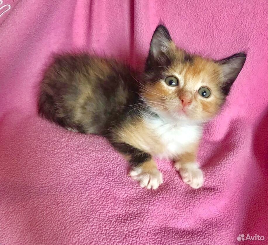 Котенок Ваниль Золото Шоколад в добрые руки