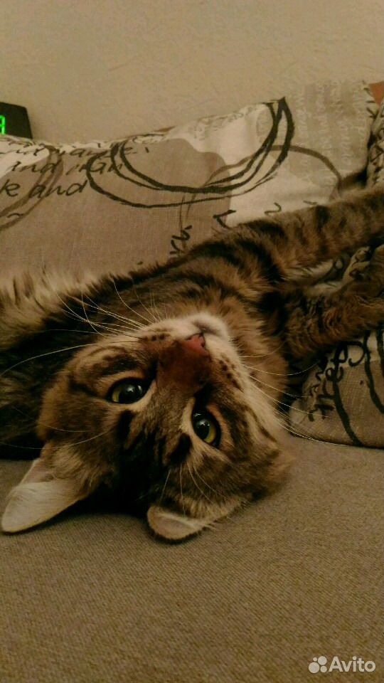 Кот Джерри Даррелл в добрые руки