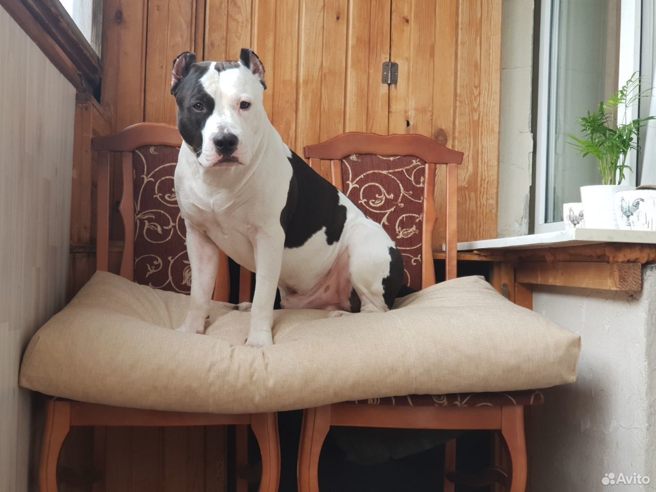 Кобель на вязку