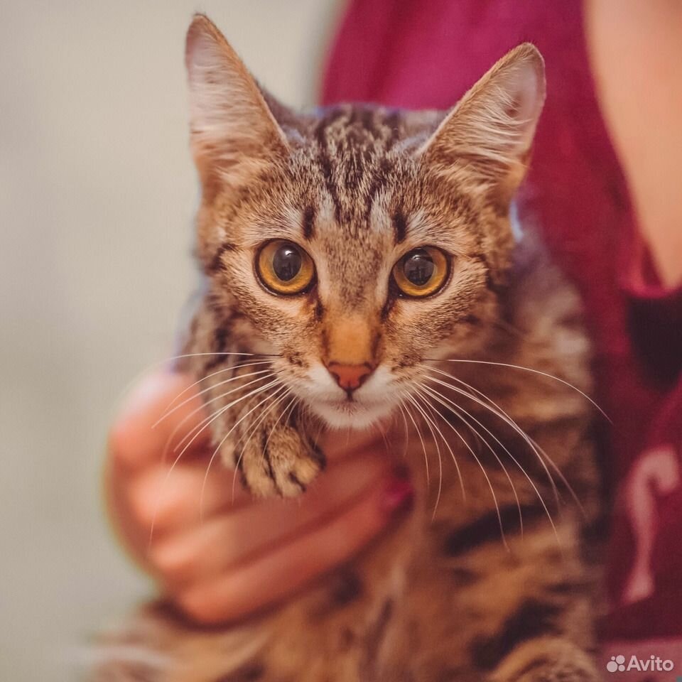 Кошка Шанти