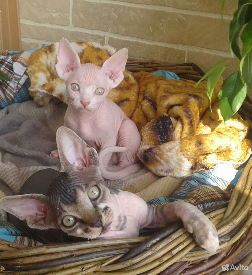 Котодети ищут любящих родителей