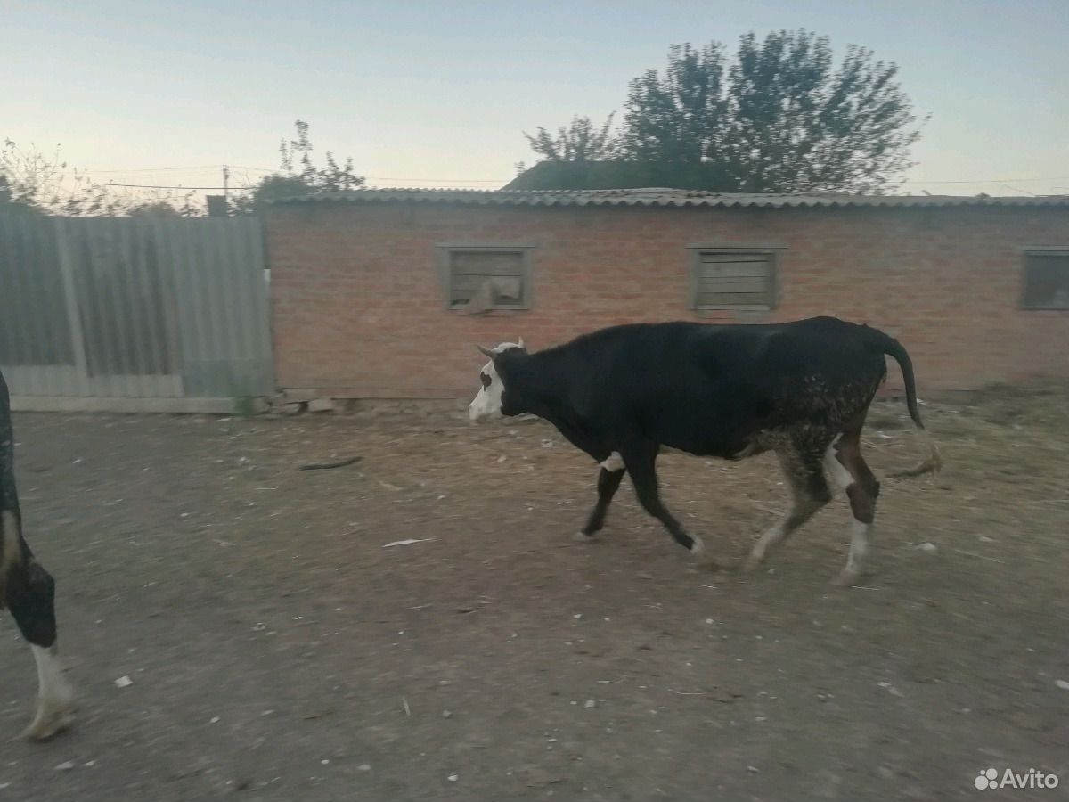 Продам коров