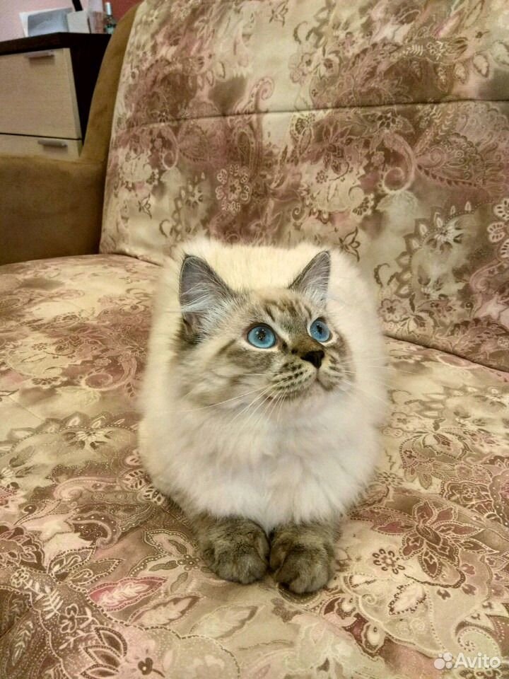 Невский маскарадный котик