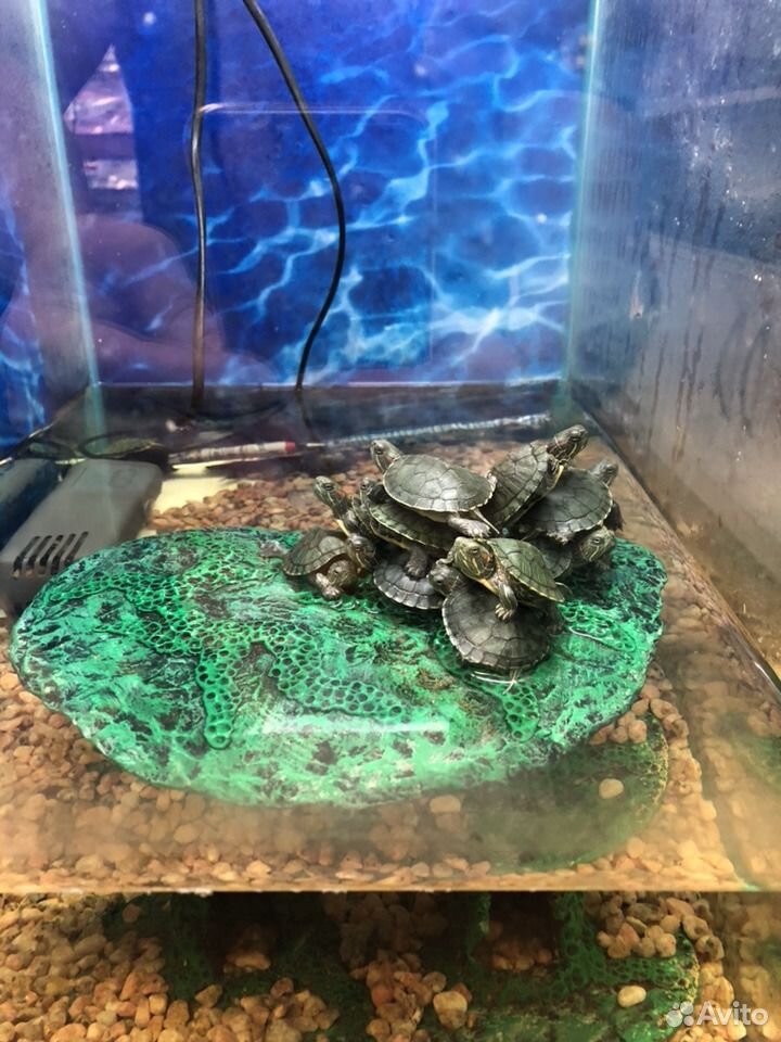 Черепашки - водяные