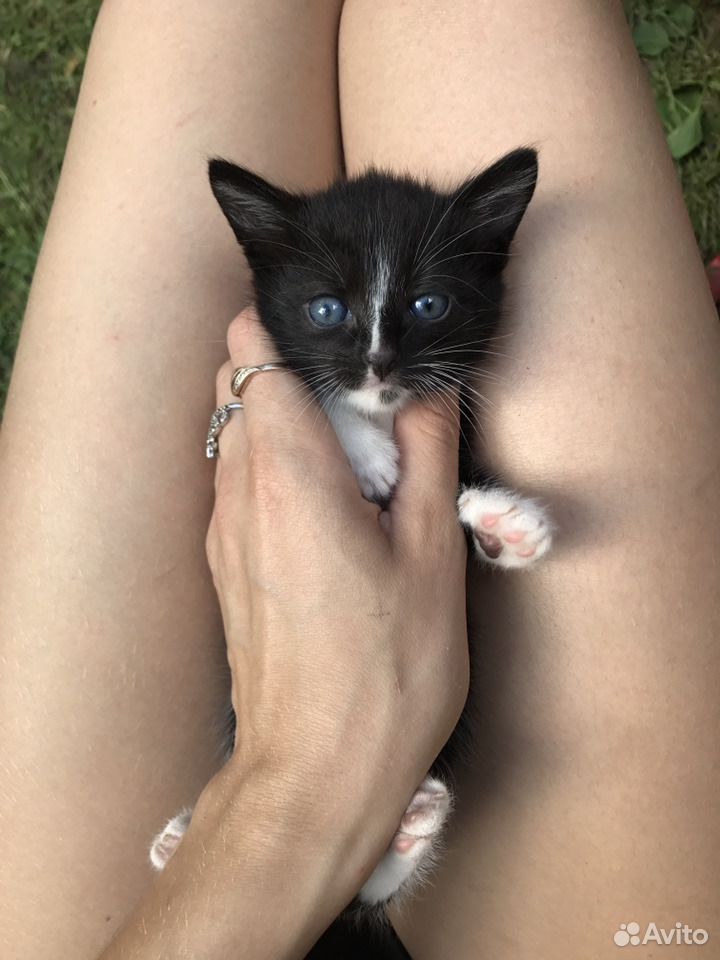 Котятки в добрые руки