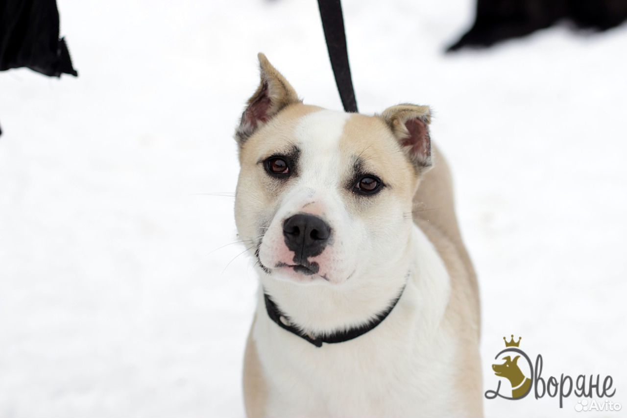 Ласковая Бэлла метис питбуля