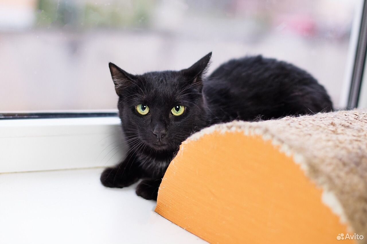 Черная кошечка Ночка