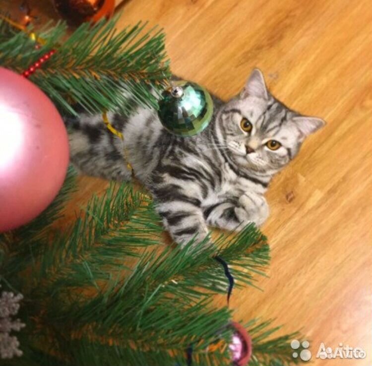Вязка с шотландским котиком