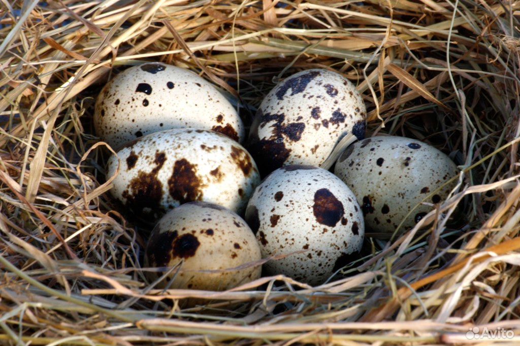 Яйцо перепелиное инкубационное