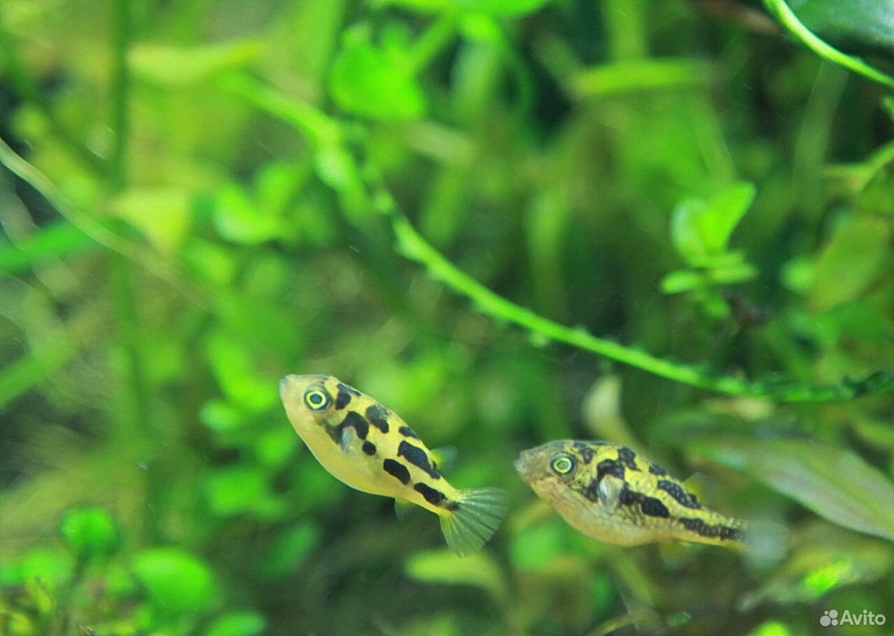 Тетрадон карликовый рыбка