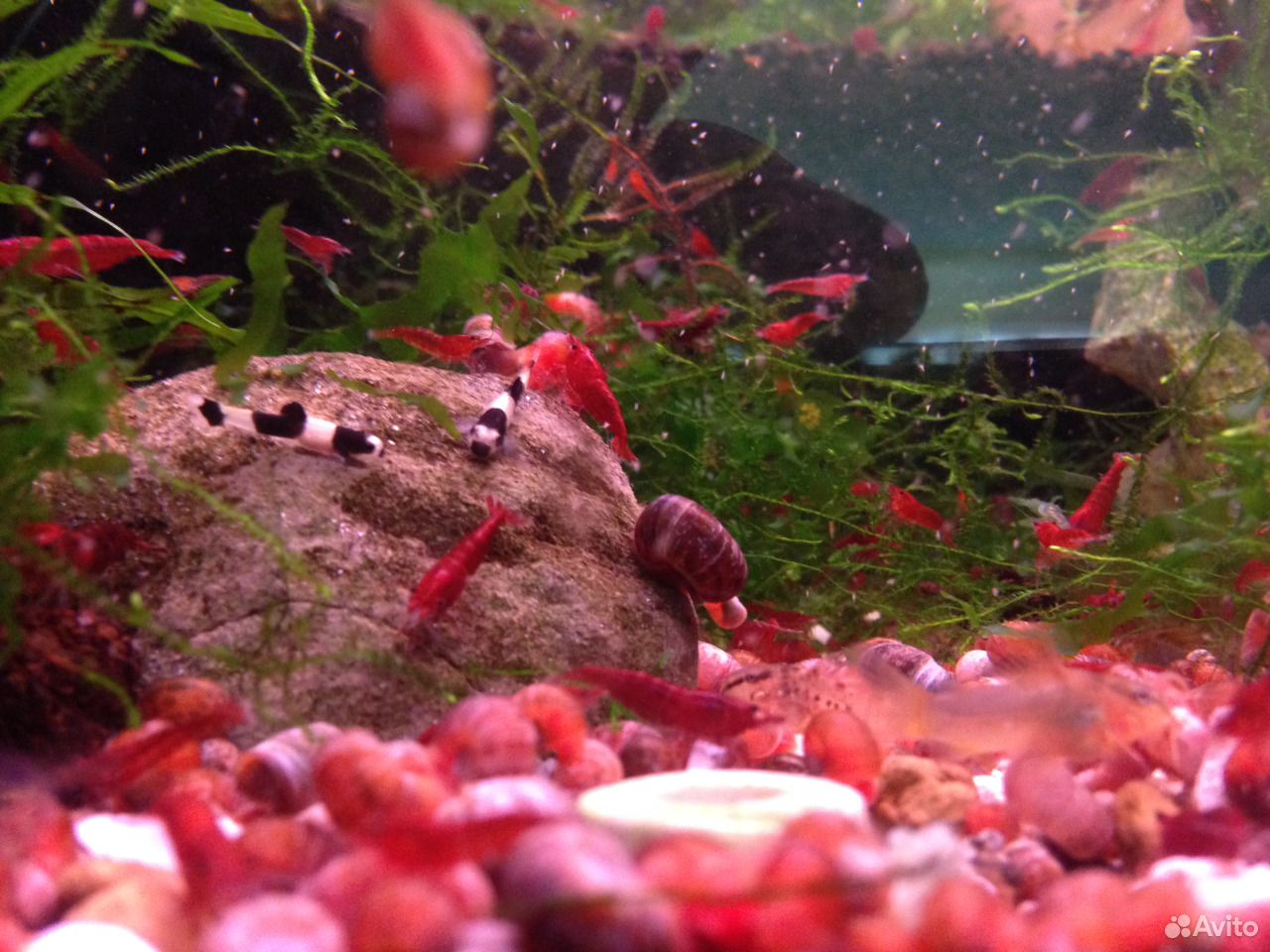 Голец Панда, panda Loach, Yaoshania pachychilus