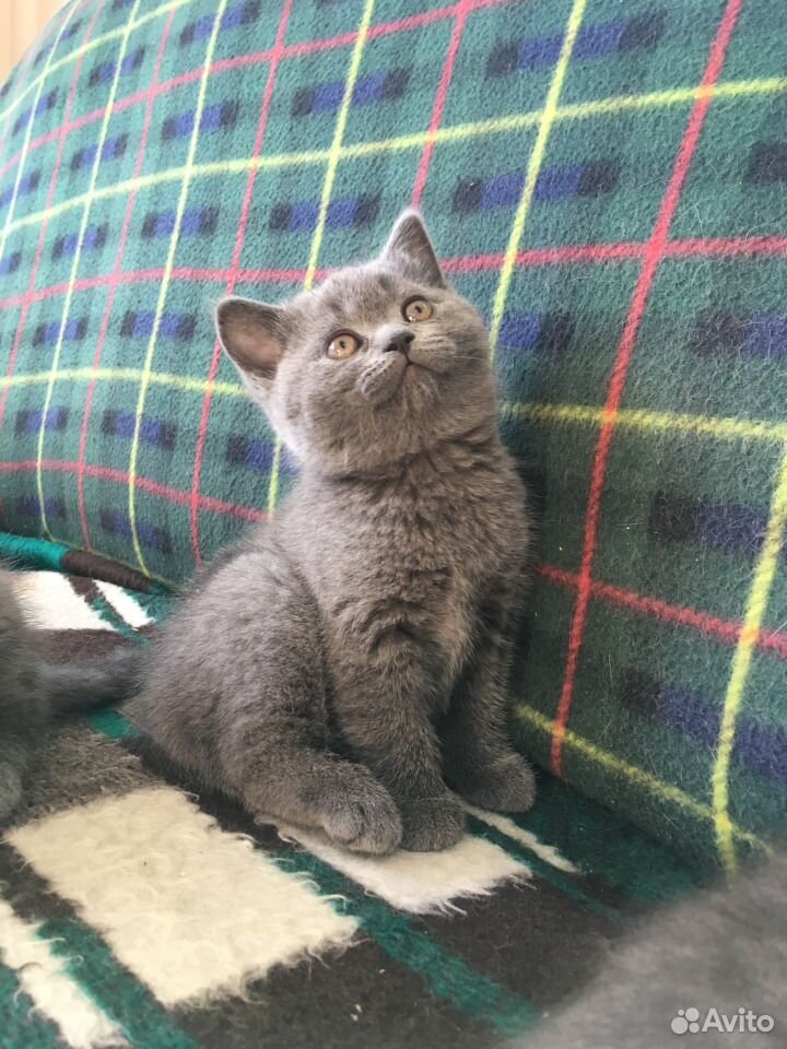 Продаются британские котята