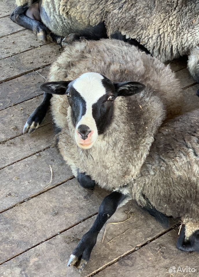 Баранчик романовский на племя