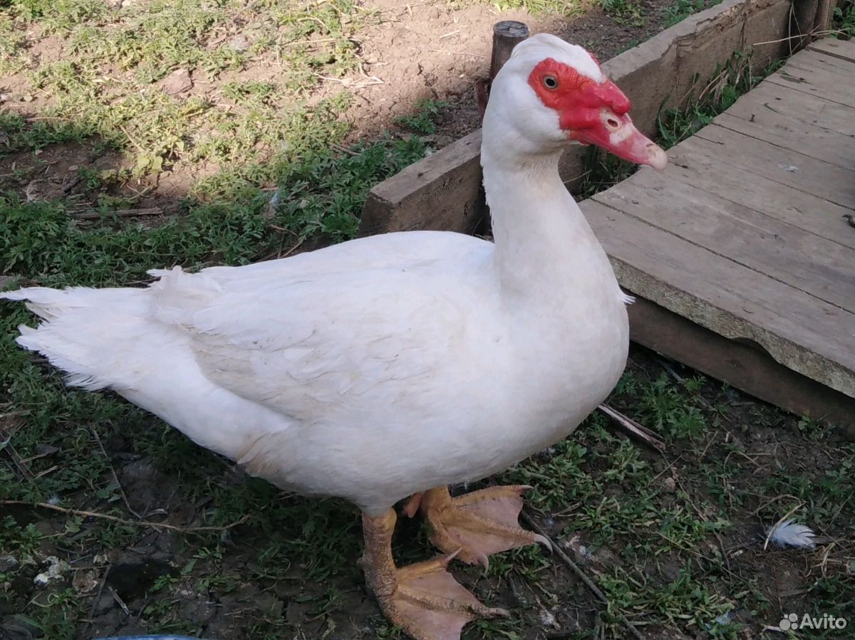 Индоутки селезни