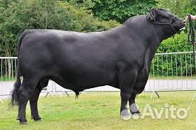 Оссеменение крс