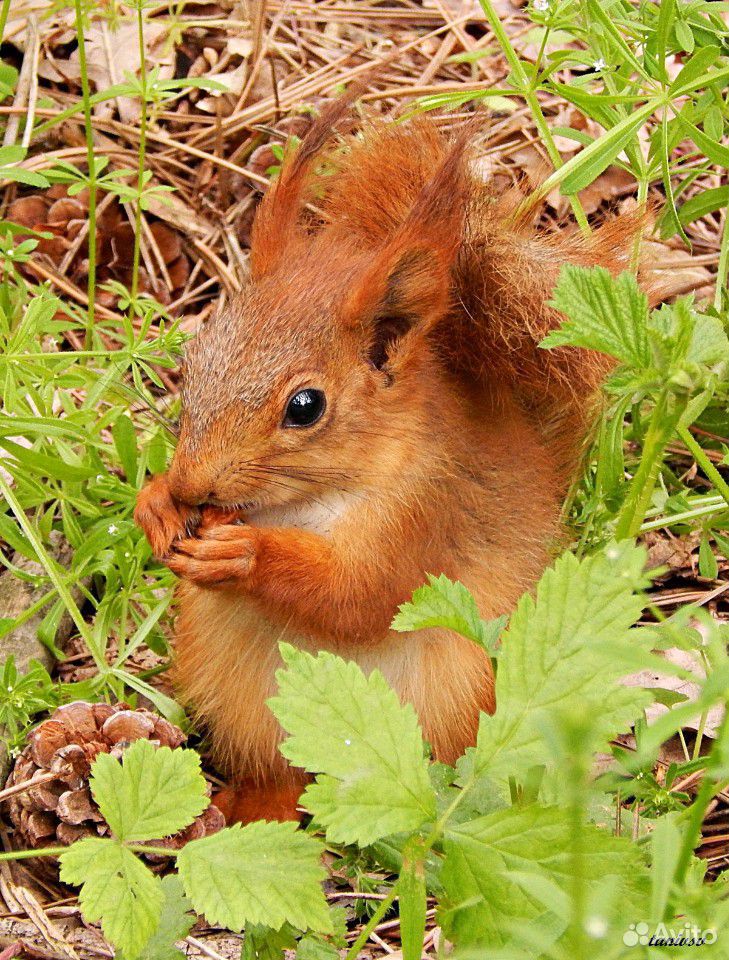 Белка бельчата ручные